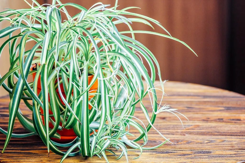 10 House Plants Dangerous To Children