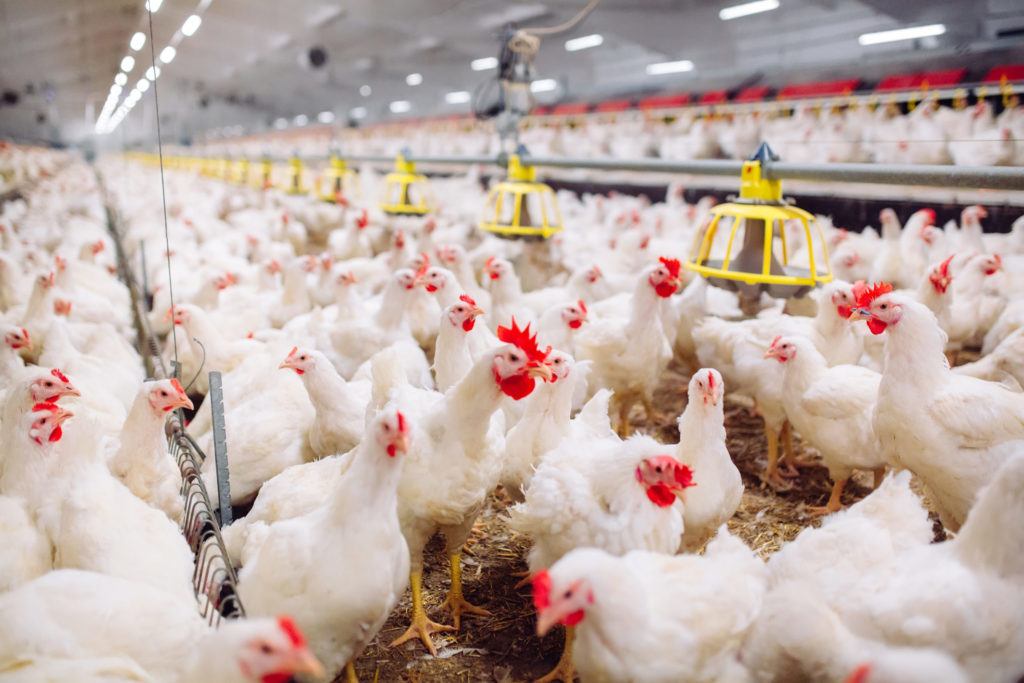 NAMCON Trains 4,572 Kano Residents On Poultry