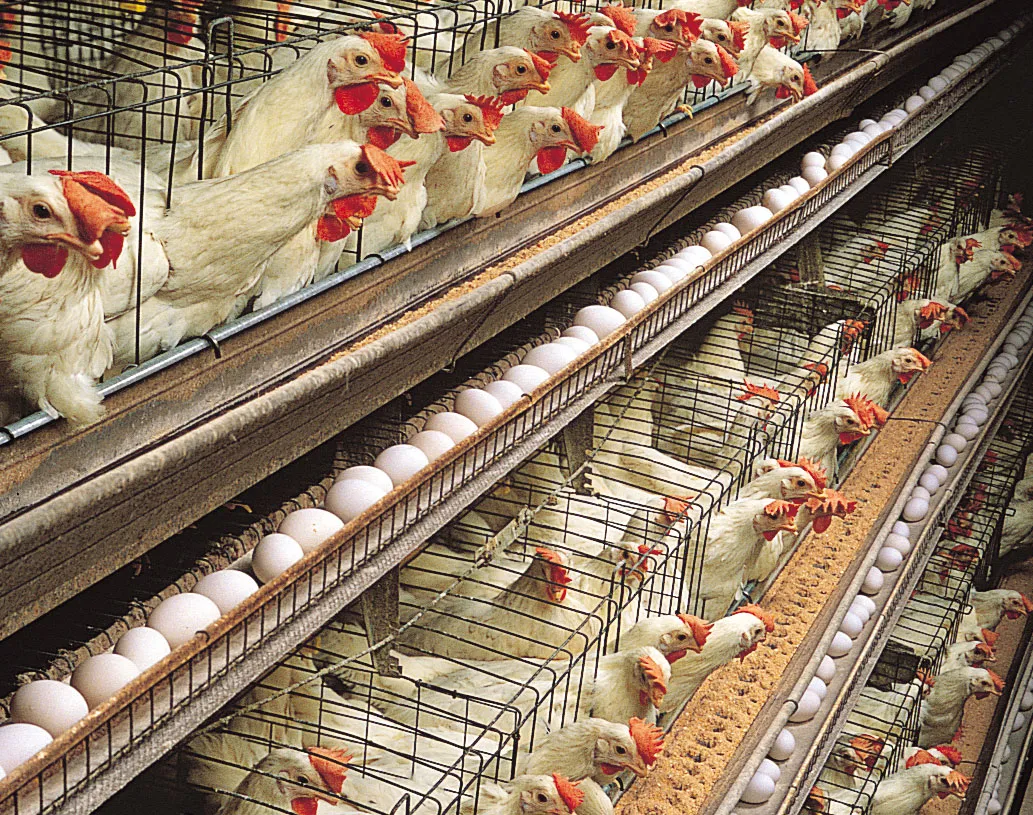 Dare Riding On Passion To Make Inroad In Poultry Farming