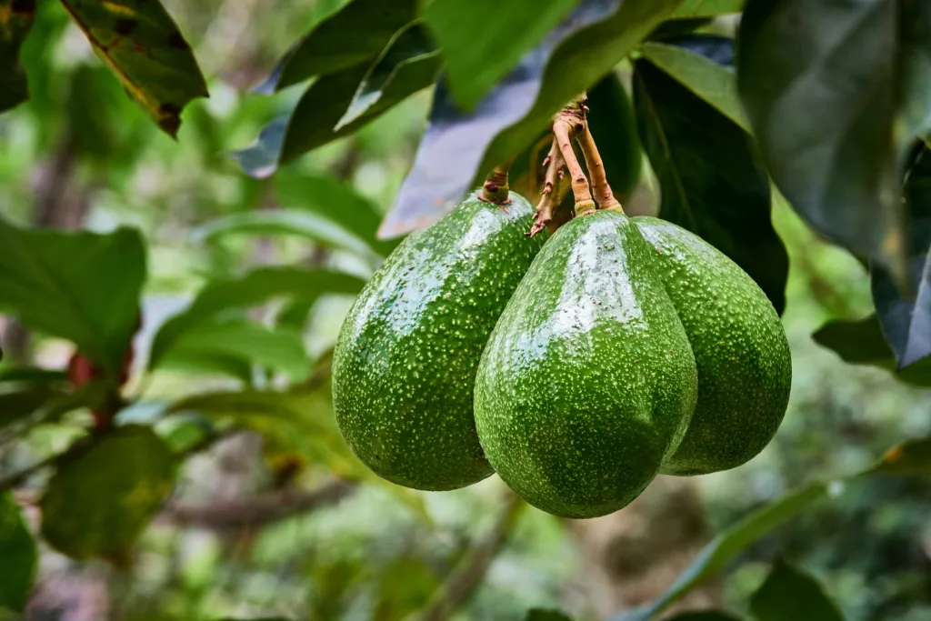 Making A Living From Avacado Pear Farming
