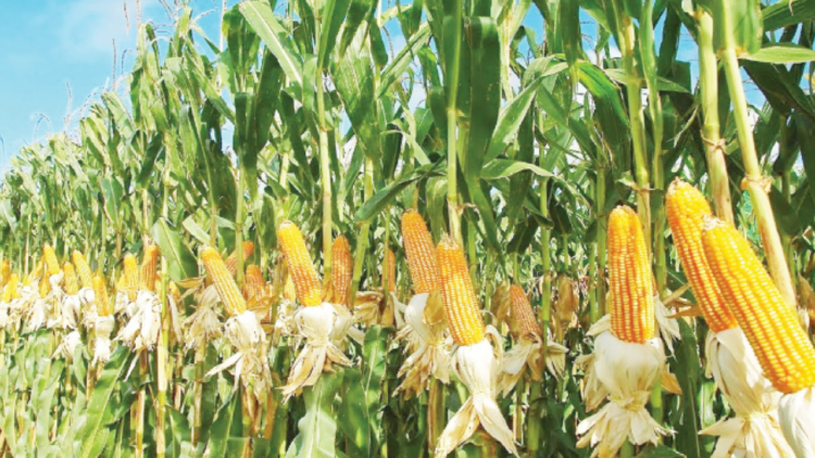 Strengthening Nigeria’s Maize Value Chain Through Stakeholders’ Engagement