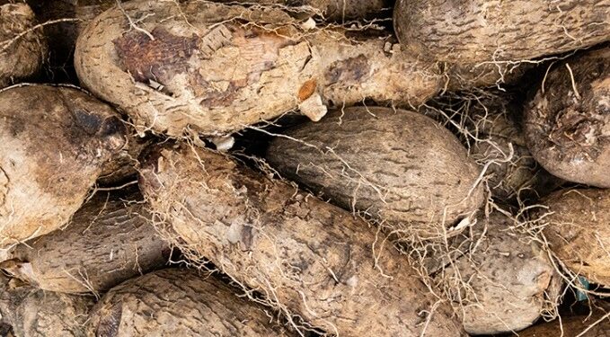 Exploring Export Opportunities In Yam Value Chain