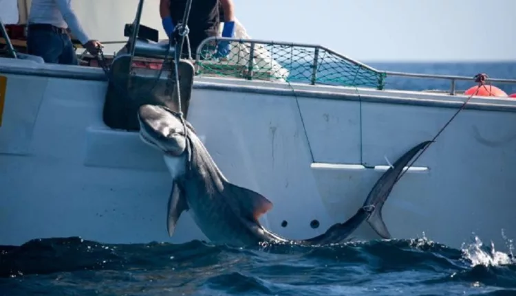 Court Orders New Caledonia To Halt Shark Culling