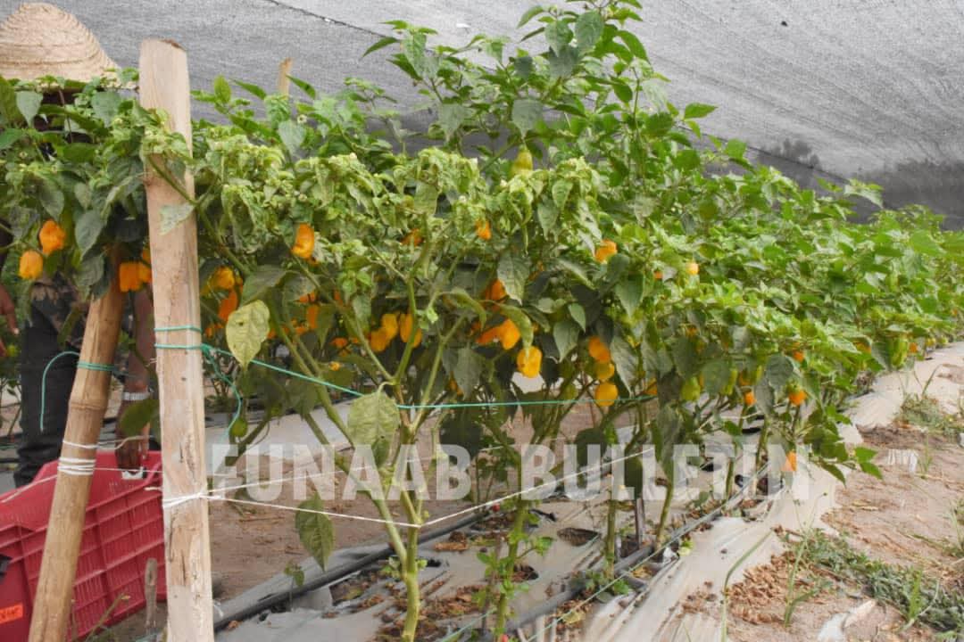 PICTORIAL: FUNAAB Moves To Address Food Insecurity With Hybrid Peppers