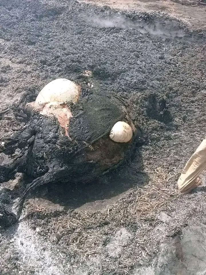 PICTORIAL: Houses, Livestock Razed As Fire Ravages Kano Village