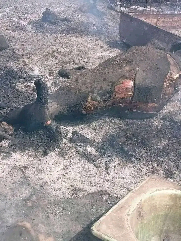 PICTORIAL: Houses, Livestock Razed As Fire Ravages Kano Village