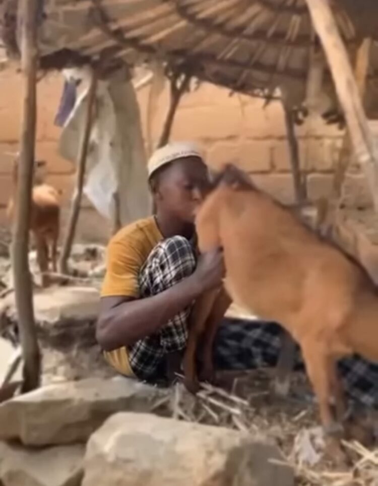 Hisbah Arrests 24-yr-old Man Over Obscene Act With Goat In Kano
