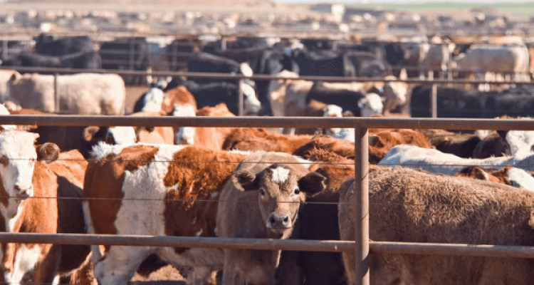 Data Gap Threatens Livestock Breeding, Productivity—FG